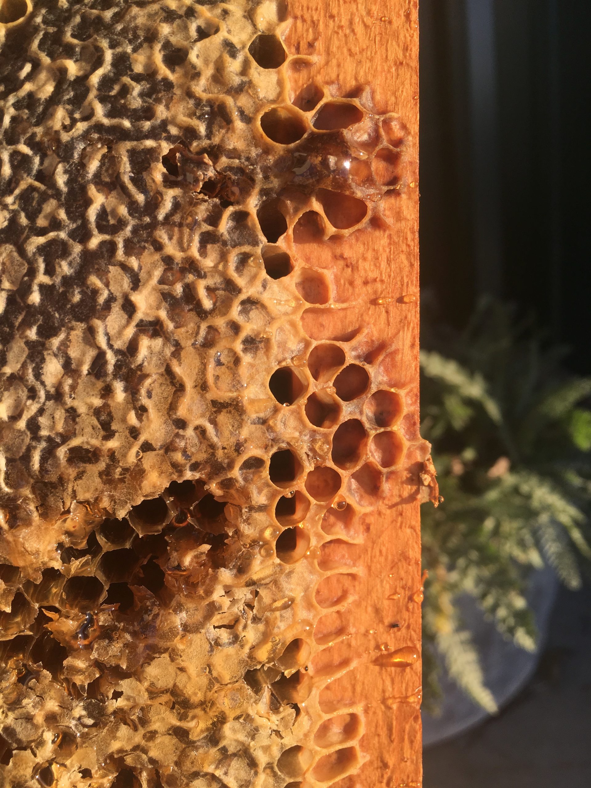 Embrace the Season with Mars Hill Farm - Lolli and Me